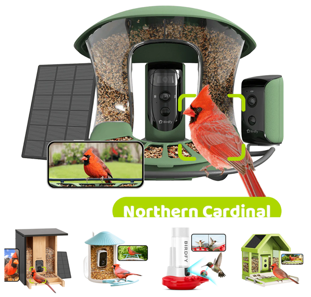 Smart Bird Feeder Cameras: Backyard Bird Watching